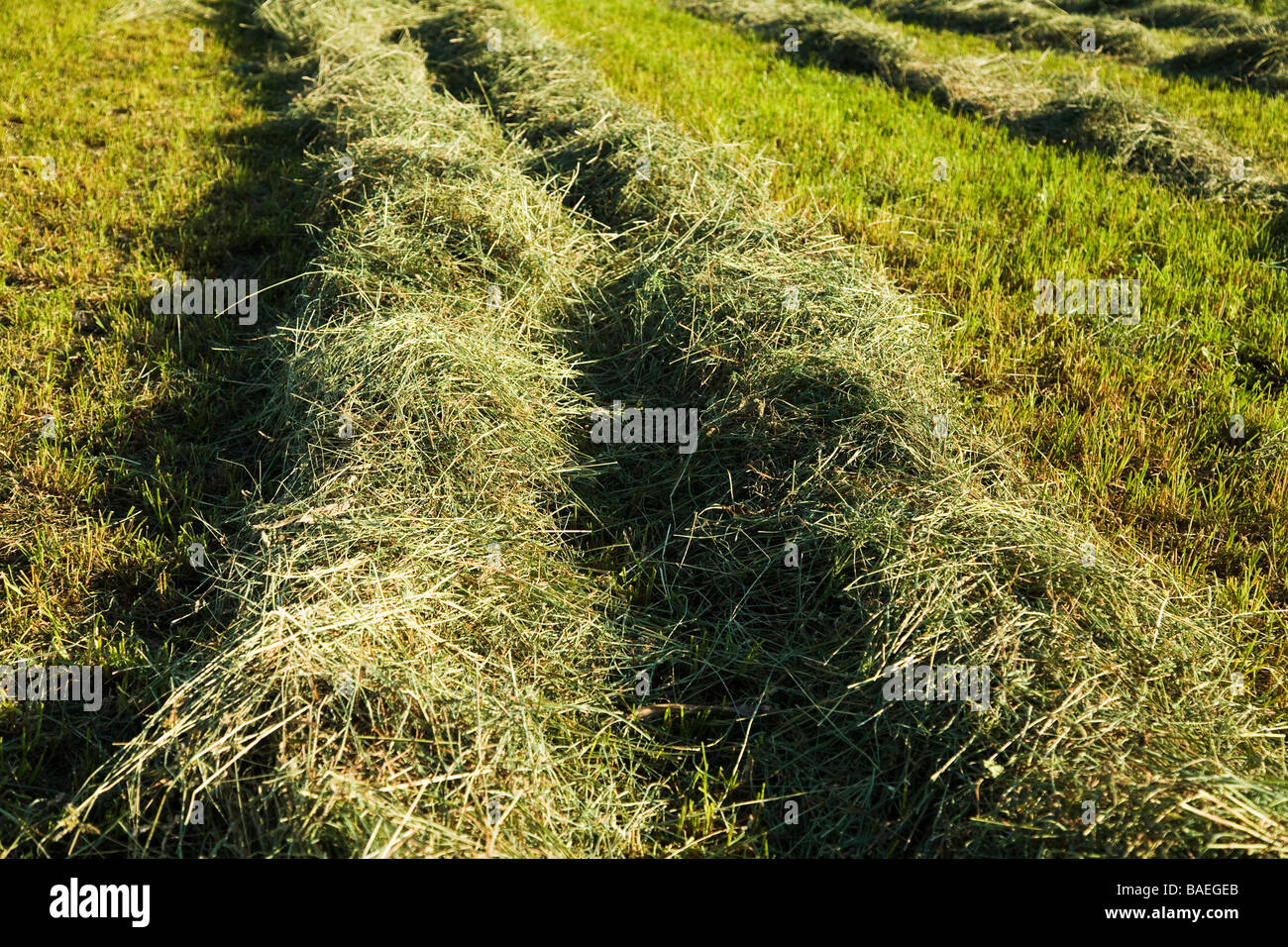 Hay Row High Resolution Stock Photography and Images - Alamy