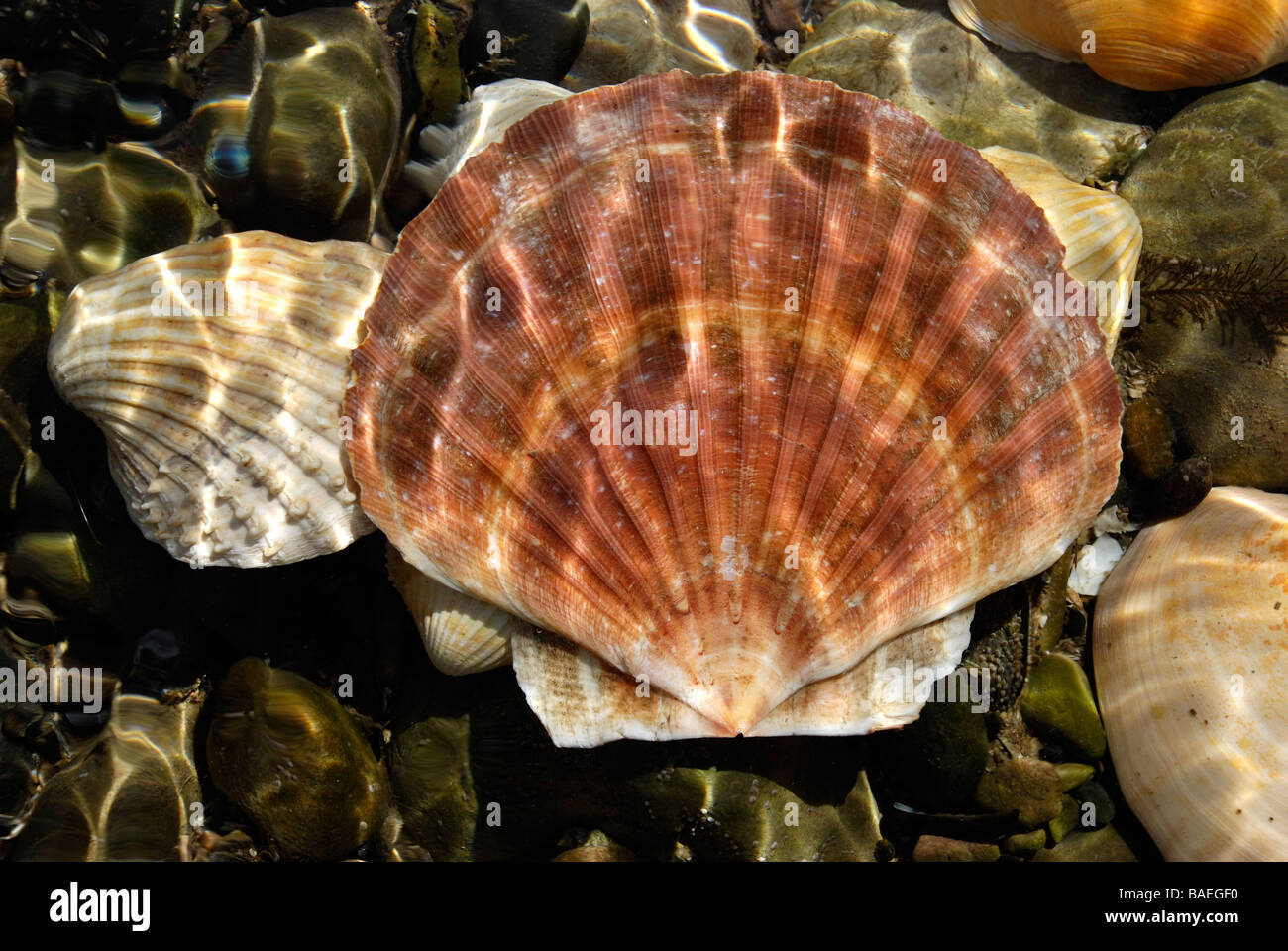 Underwater shells with sunlight reflection Stock Photo - Alamy