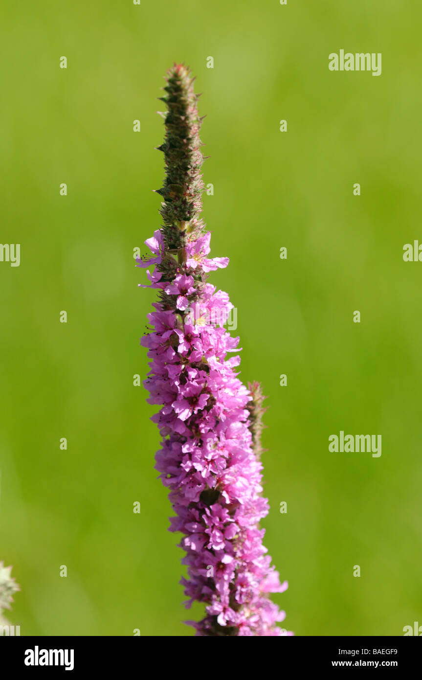 Purple pyrenees spain wildflower hi-res stock photography and images ...