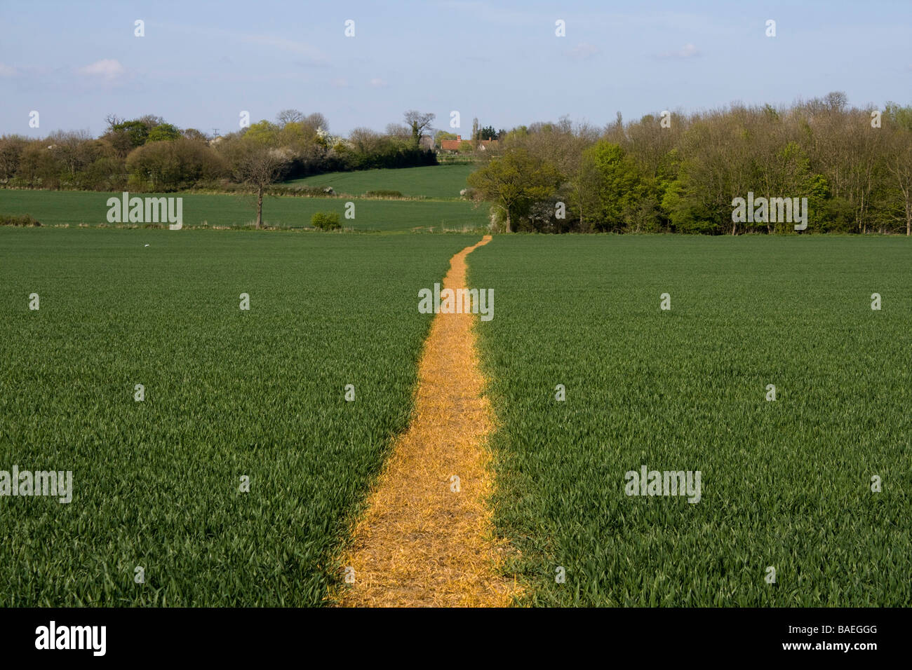 clear right of way footpath marked out across field england uk gb Stock ...