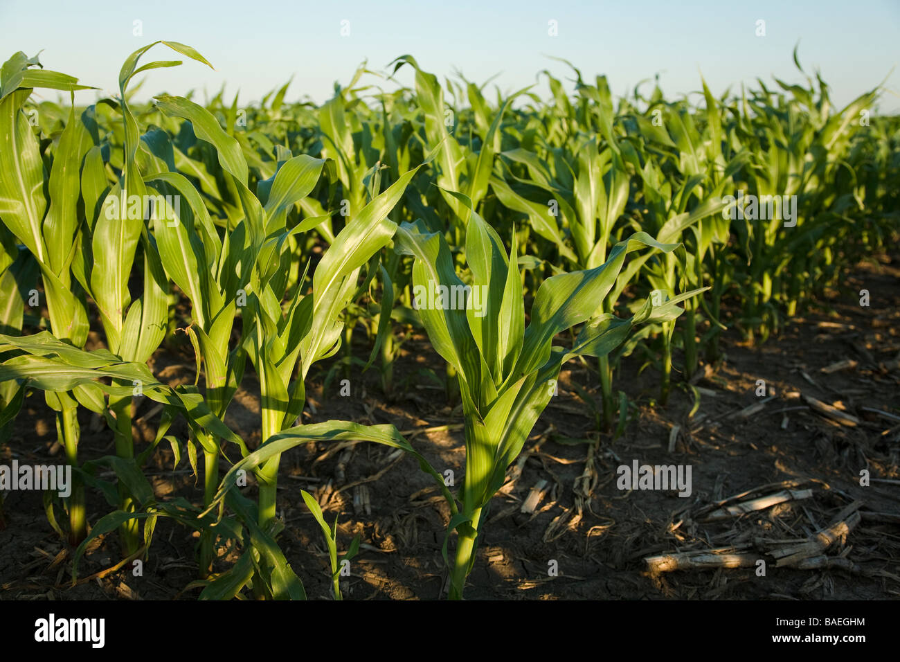 Short stalk hi-res stock photography and images - Alamy