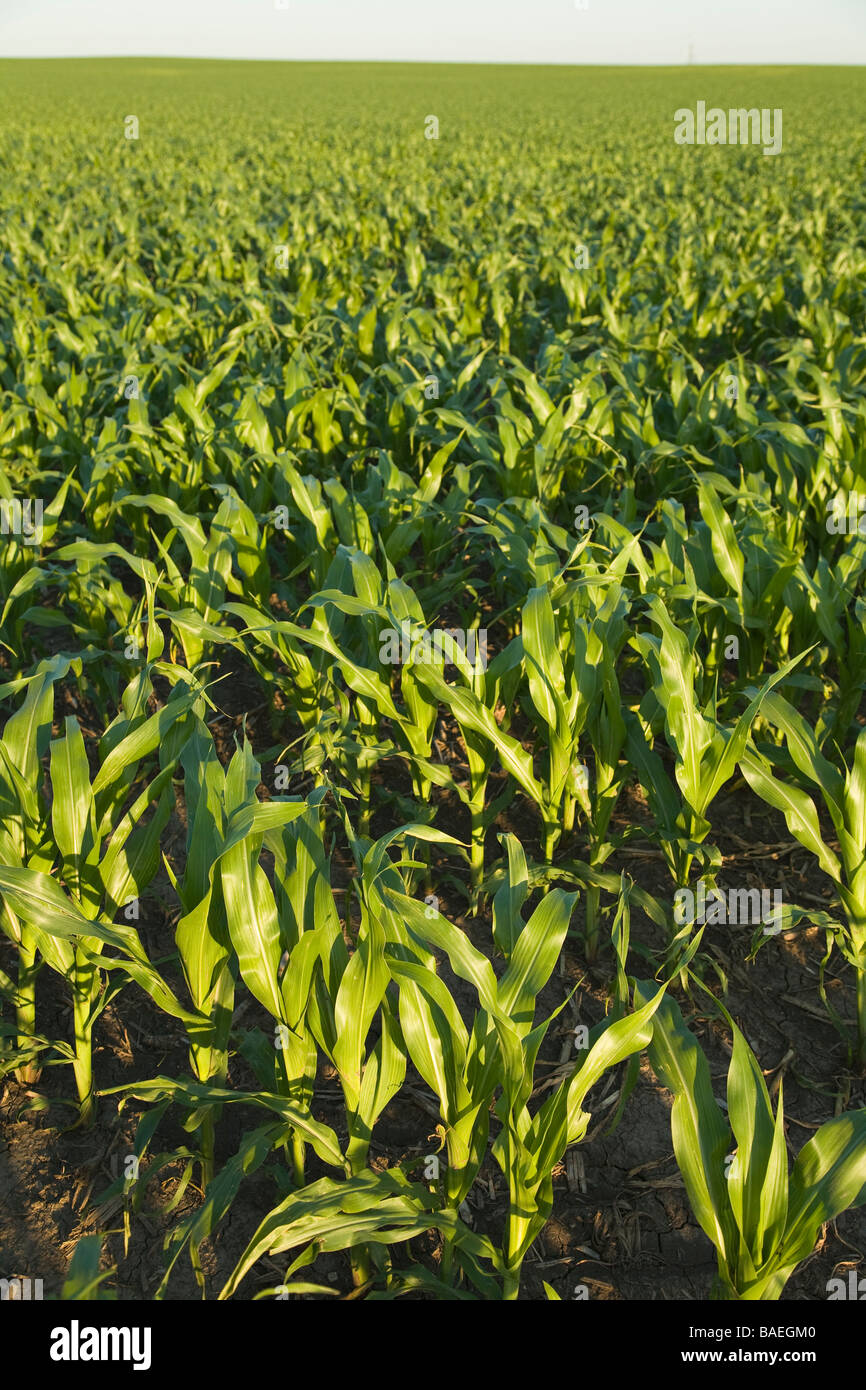 Illinois dekalb rows stalks corn hi-res stock photography and images ...
