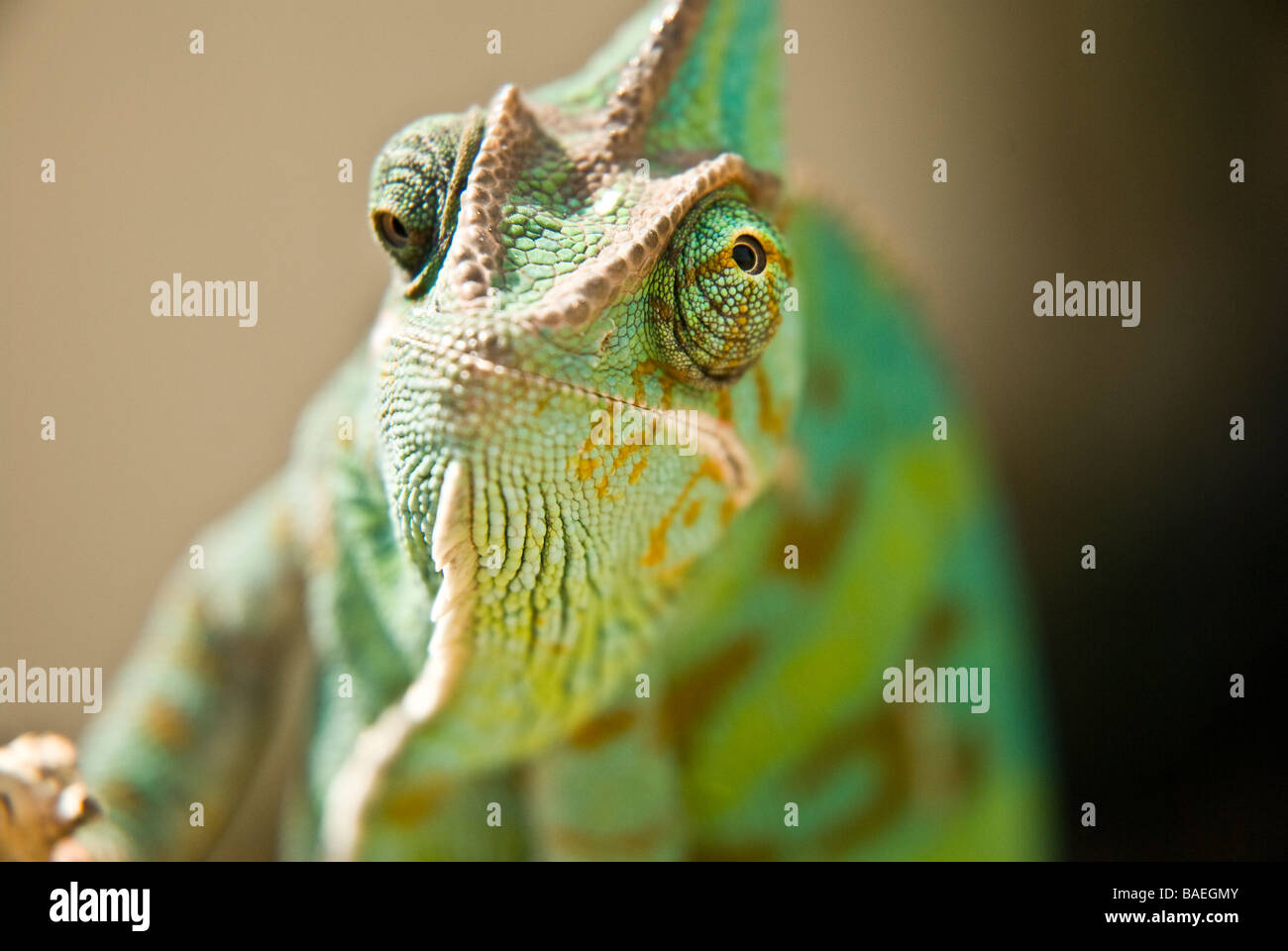 Chameleon front face hi-res stock photography and images - Alamy