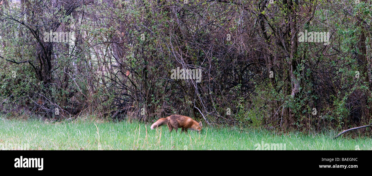 A North America Red Fox crossing the road in the country Stock Photo ...