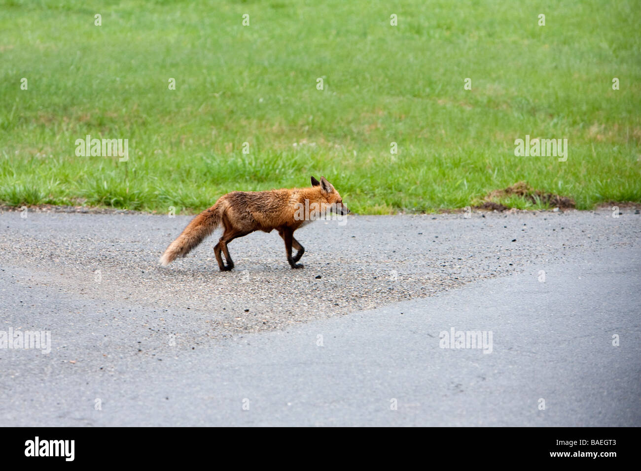 A North America Red Fox crossing the road in the country Stock Photo ...