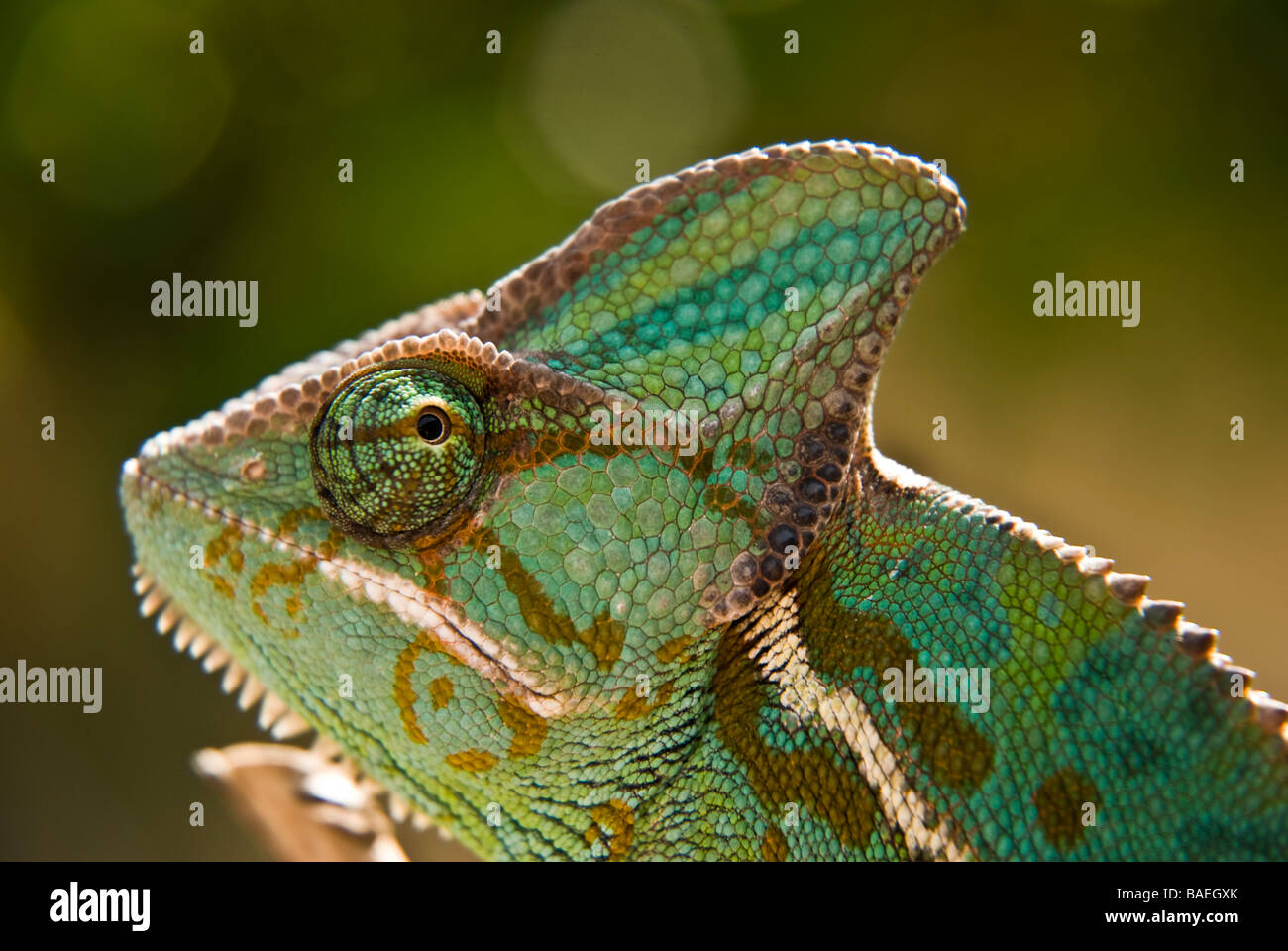 Chameleon front face hi-res stock photography and images - Alamy