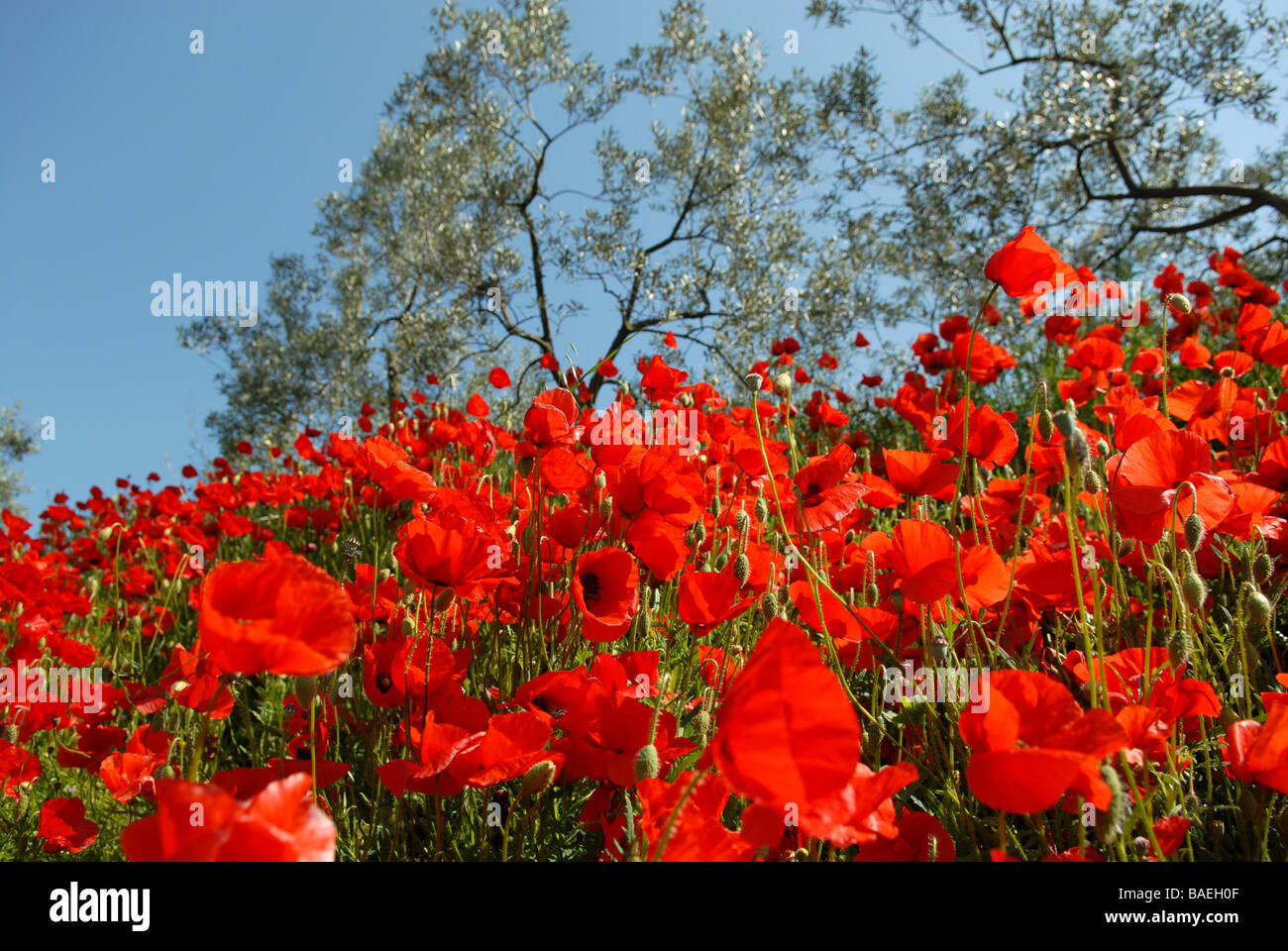 The magic poppies Stock Photo - Alamy