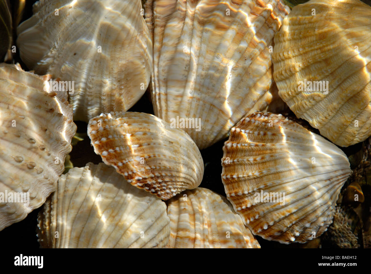 Underwater shells with sunlight reflection Stock Photo - Alamy