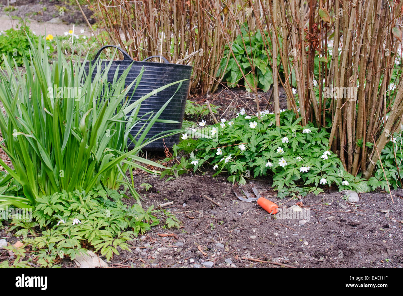 Hand fork lies on the soil beside a bucket for weeding a garden Stock ...