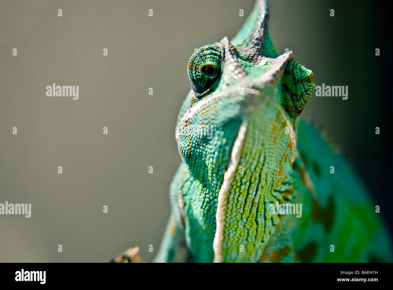 Chameleon front face hi-res stock photography and images - Alamy
