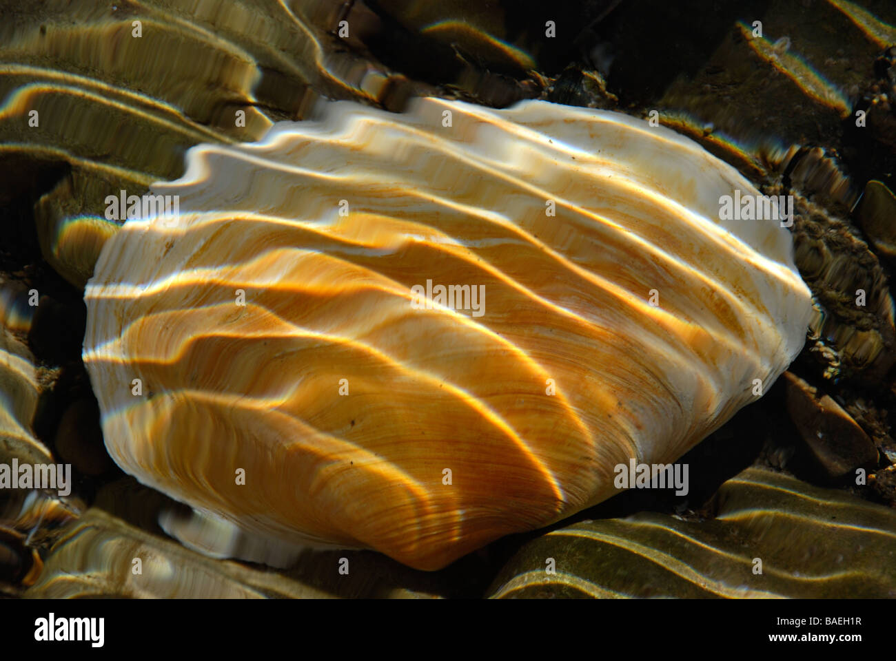 Underwater shells with sunlight reflection Stock Photo - Alamy