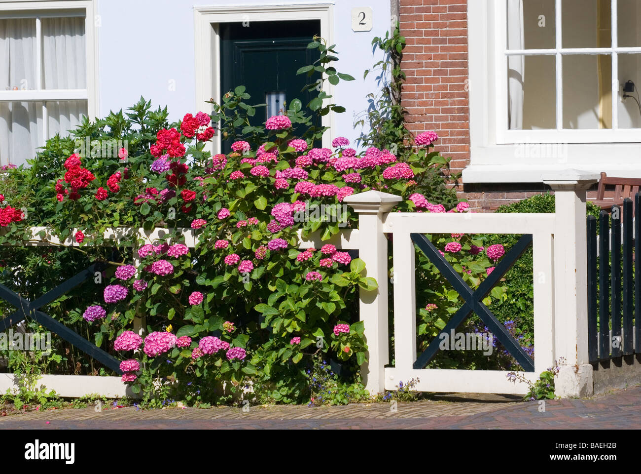 Hortensia and red rose in front of the house Stock Photo - Alamy