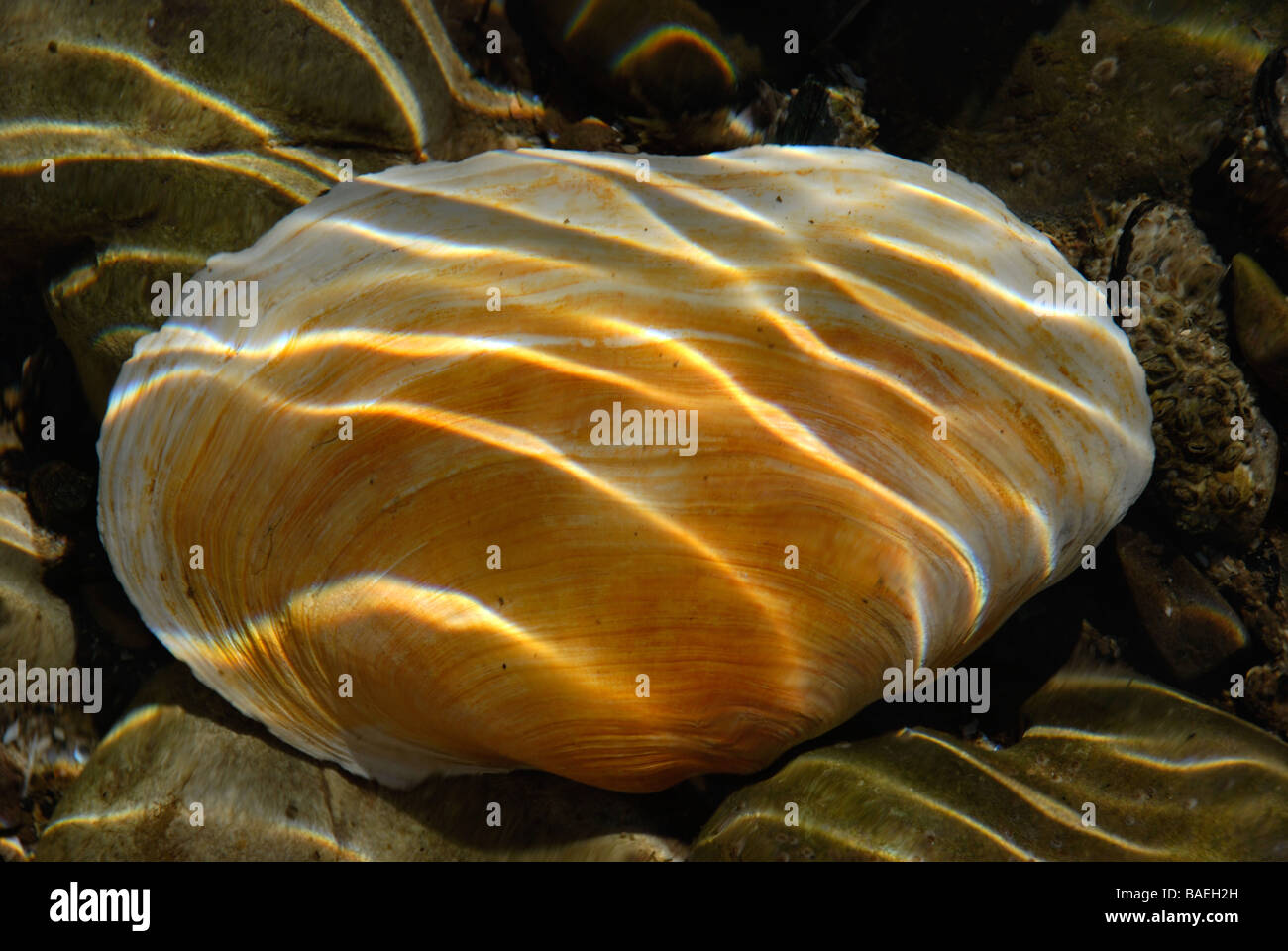 Underwater shells with sunlight reflection Stock Photo - Alamy