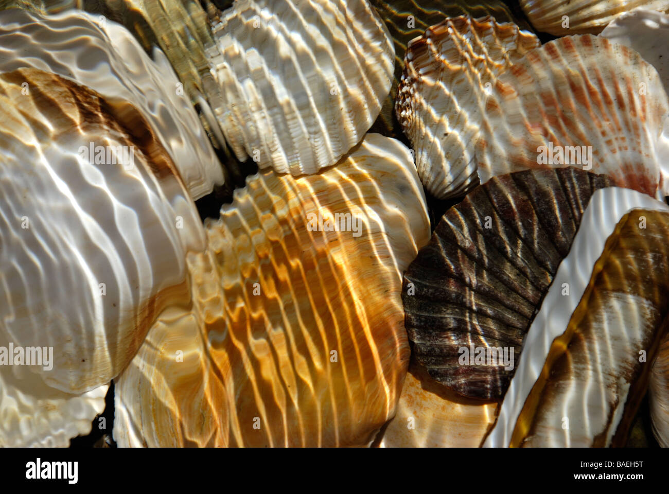 Underwater shells with sunlight reflection Stock Photo - Alamy