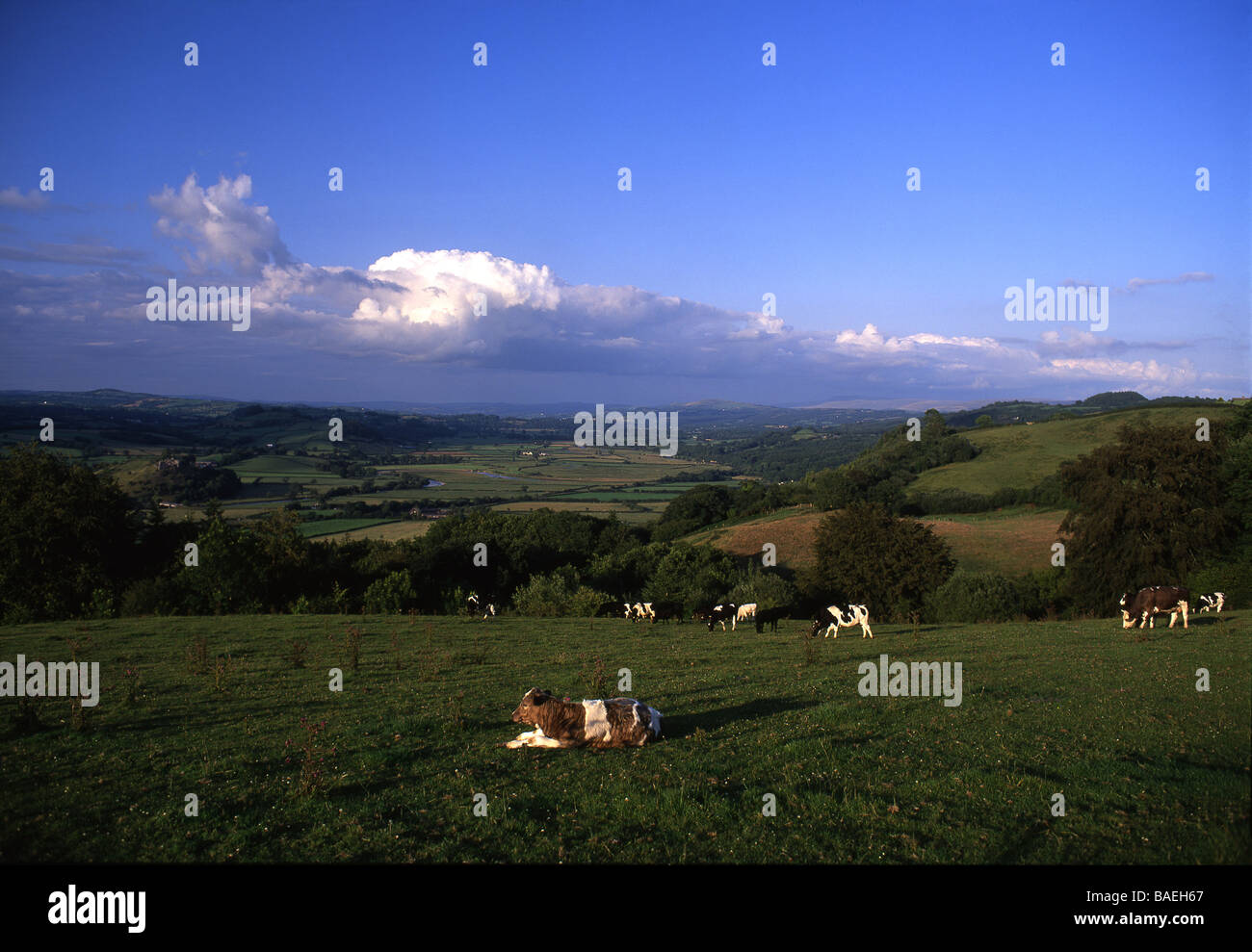 Tywi (Towy) valley from Paxton's Tower near Llanarthne Cattle grazing ...