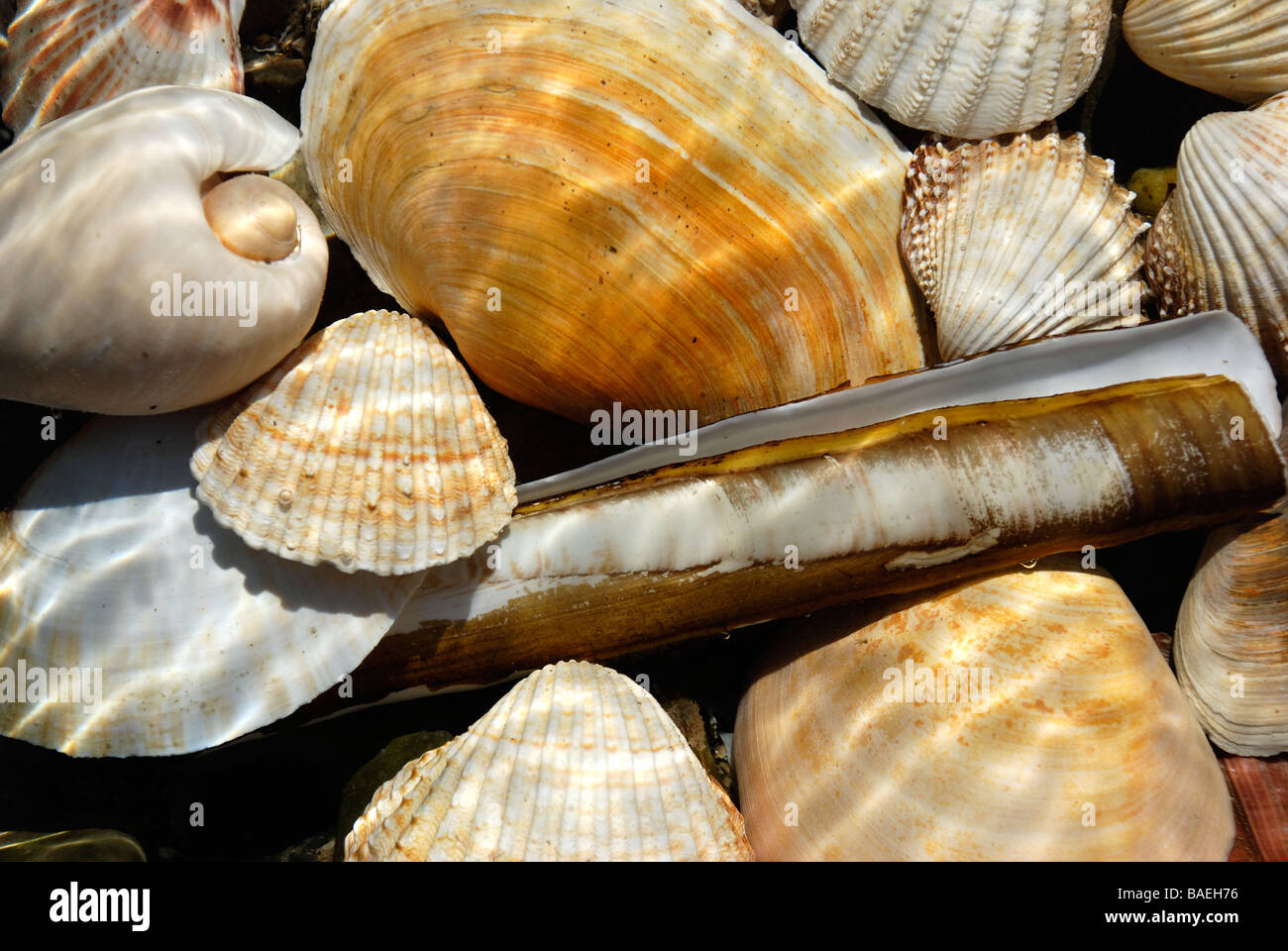 Underwater shells with sunlight reflection Stock Photo - Alamy