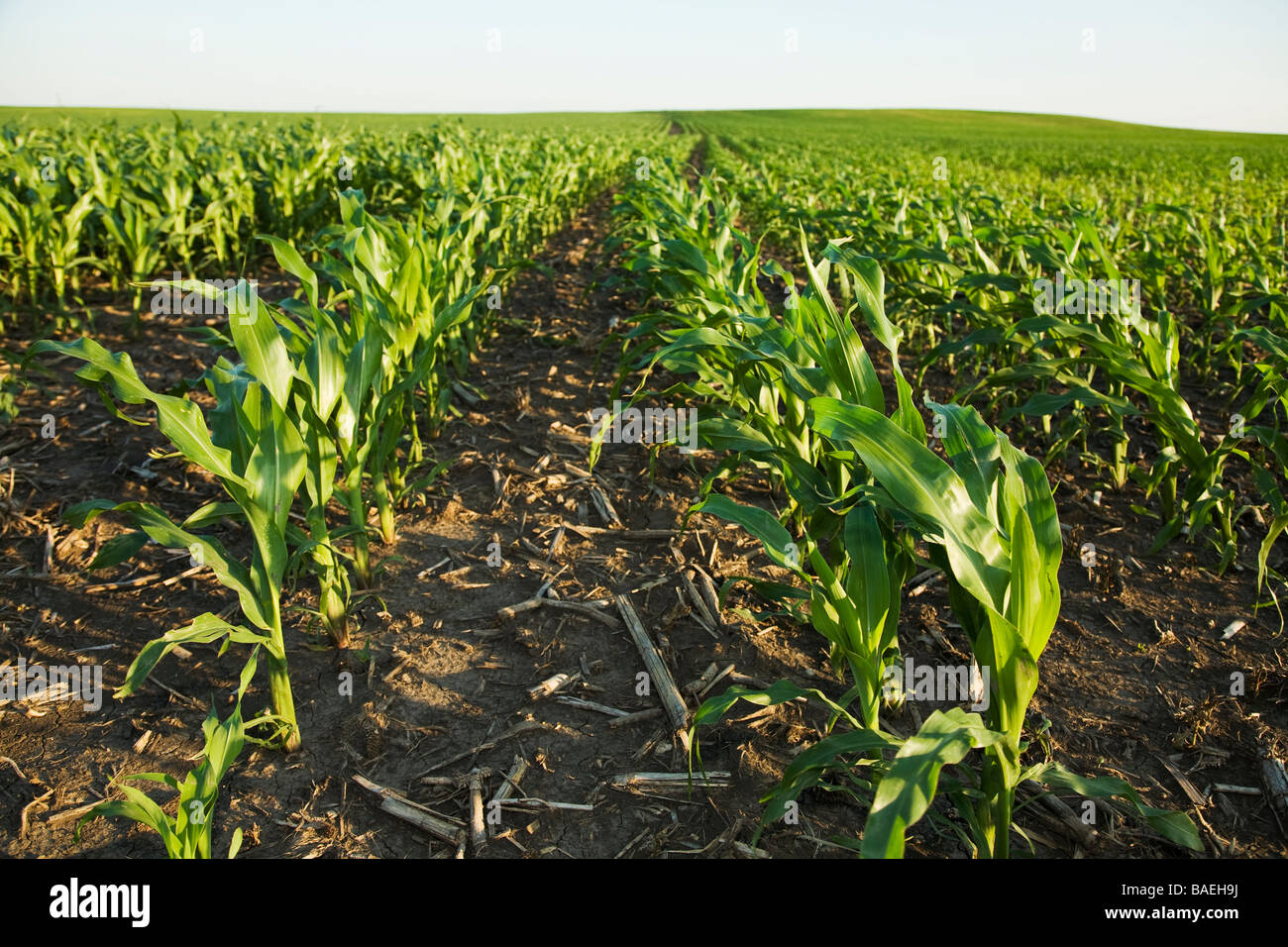 Illinois dekalb rows stalks corn hi-res stock photography and images ...
