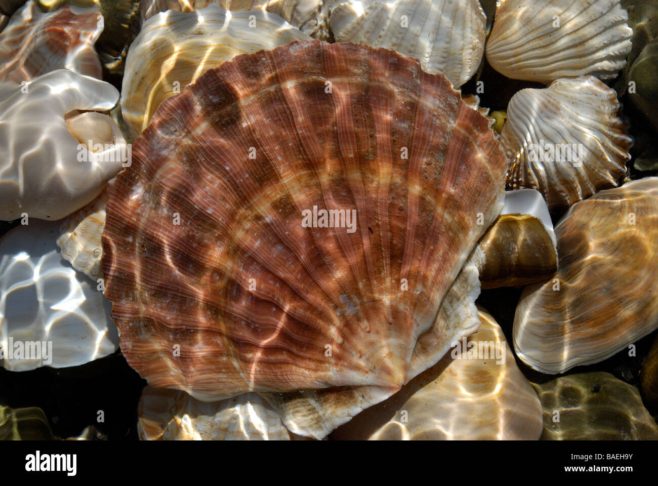Queen scallop hi-res stock photography and images - Alamy