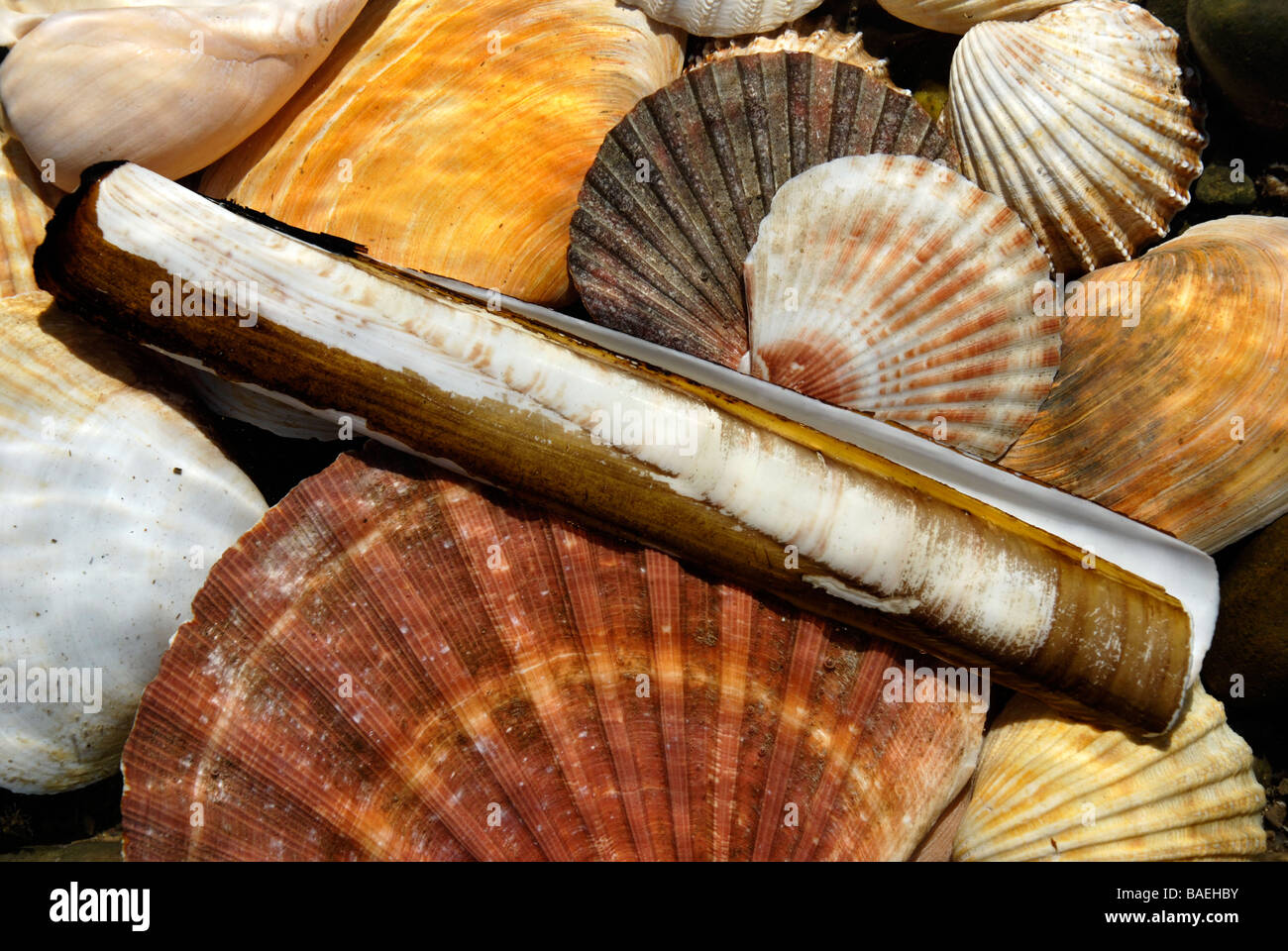 Underwater shells with sunlight reflection Stock Photo - Alamy