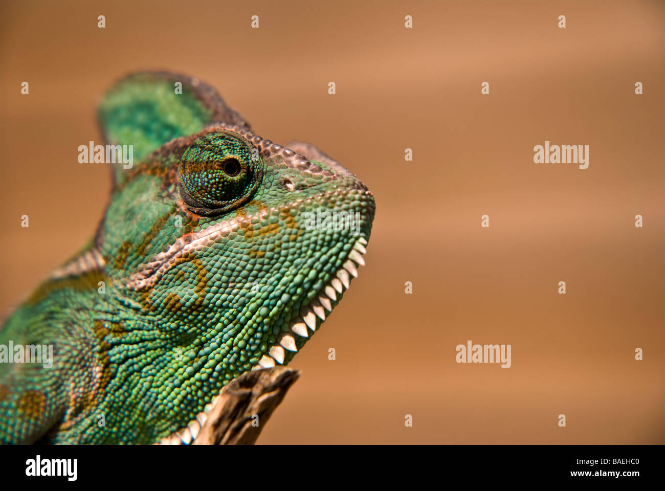 Chameleon front face hi-res stock photography and images - Alamy