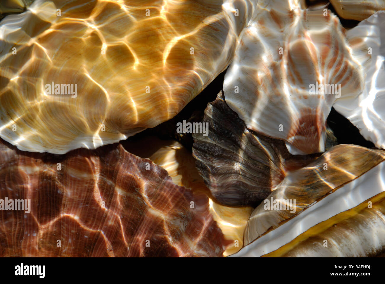 Underwater shells with sunlight reflection Stock Photo - Alamy