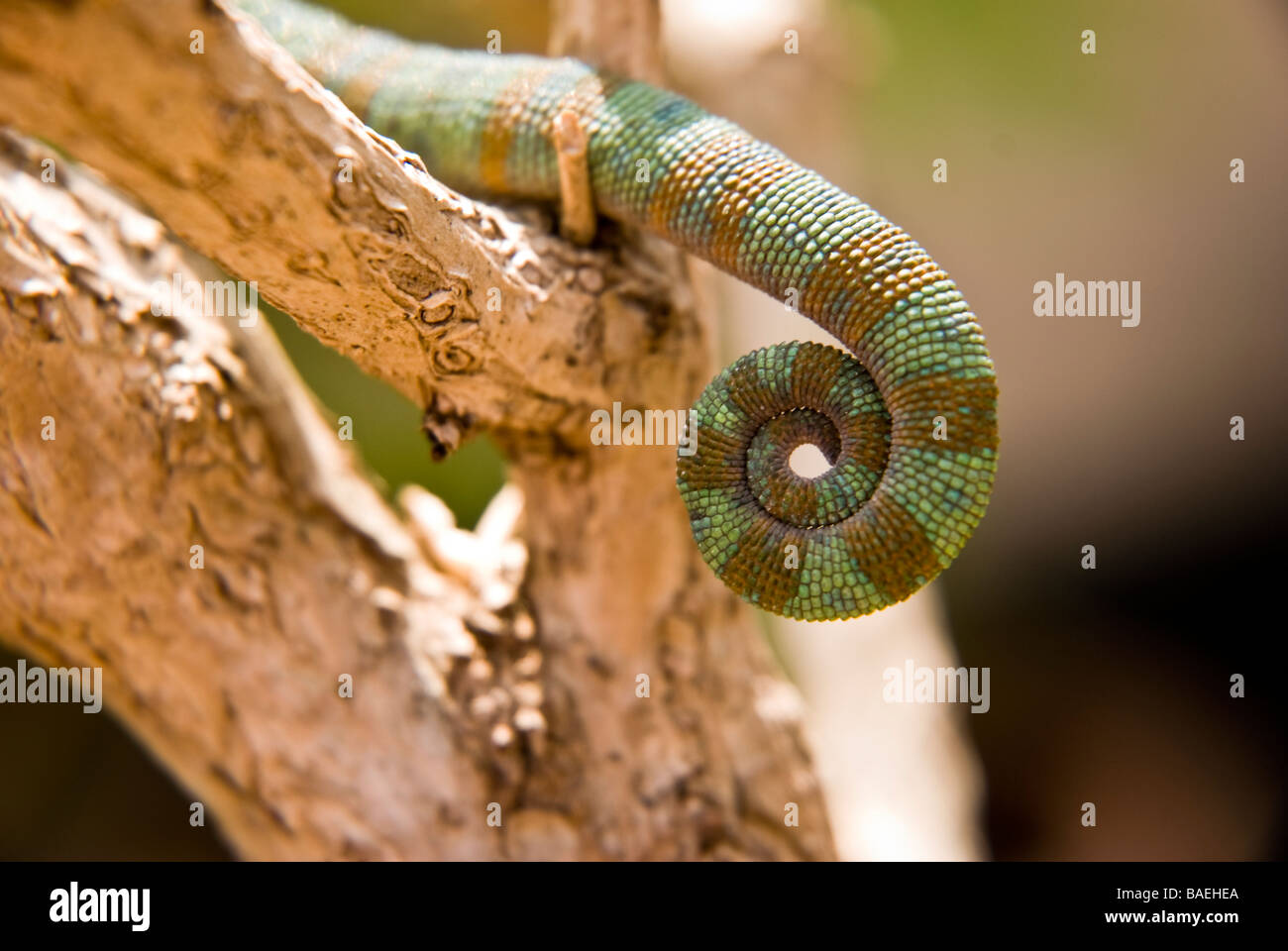 Curled tail happy hi-res stock photography and images - Alamy