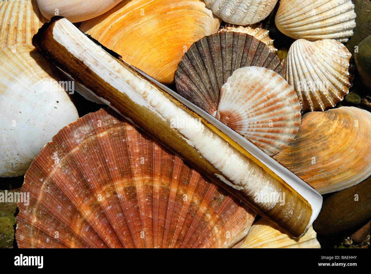 Underwater shells with sunlight reflection Stock Photo - Alamy