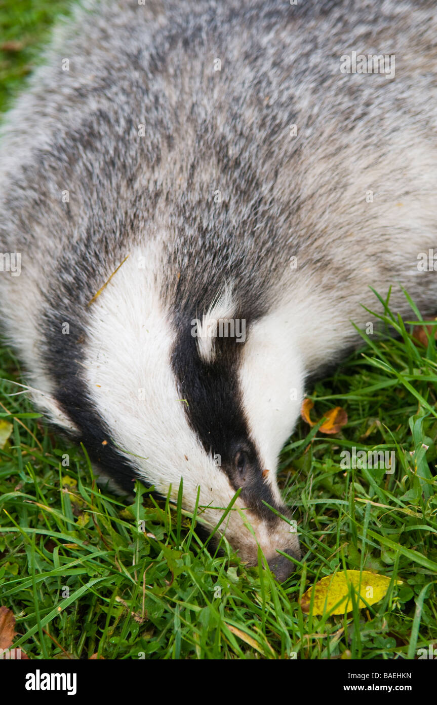 Badger Death High Resolution Stock Photography and Images - Alamy