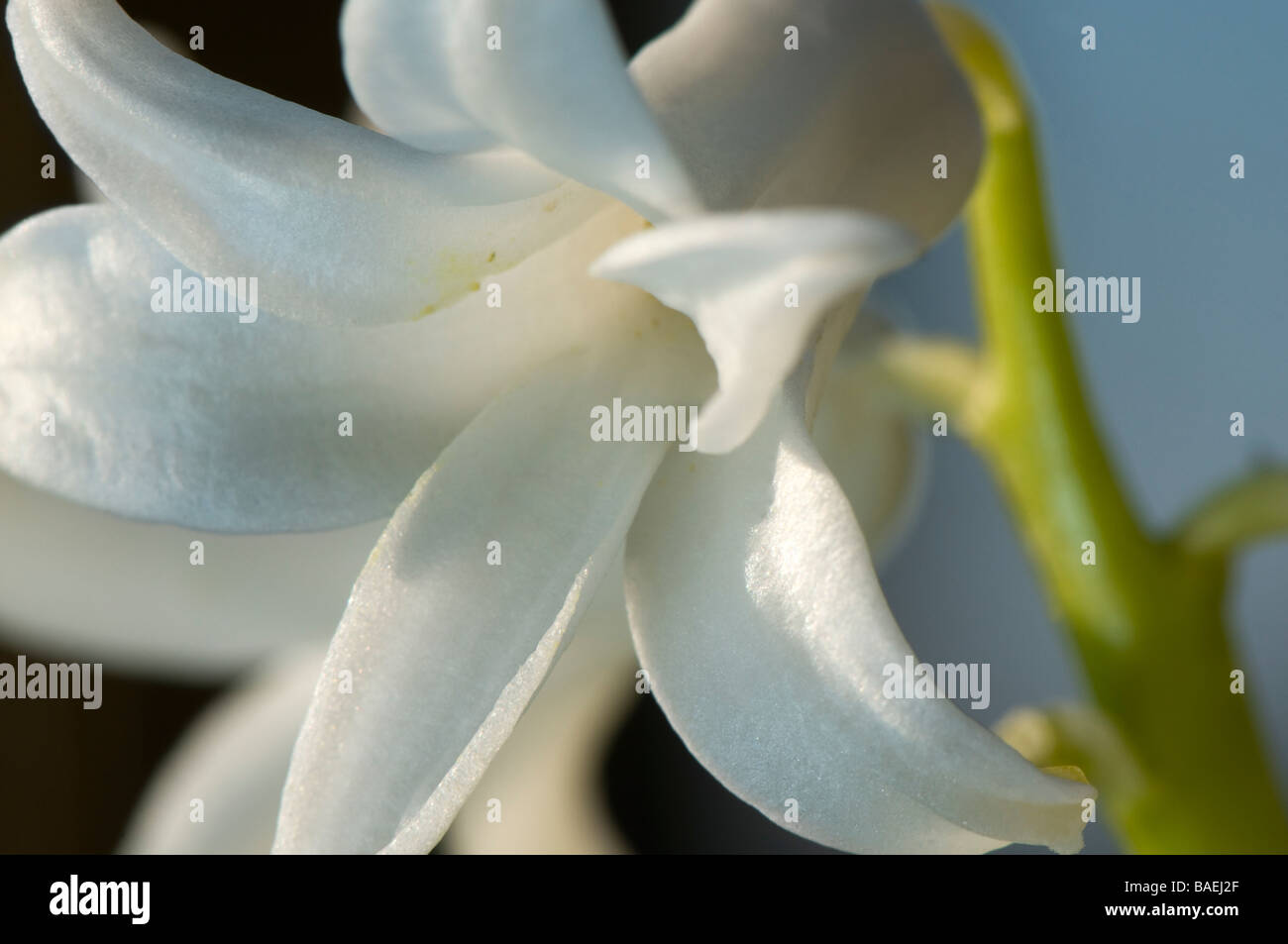 White hyacinth (Hyacinthus orientalis Stock Photo - Alamy