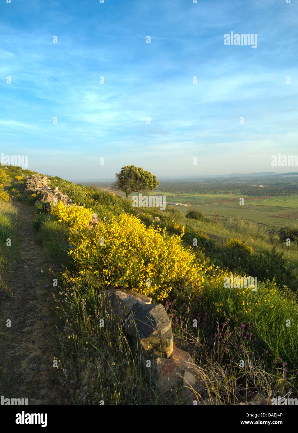 Spain rural wildflowers hi-res stock photography and images - Alamy