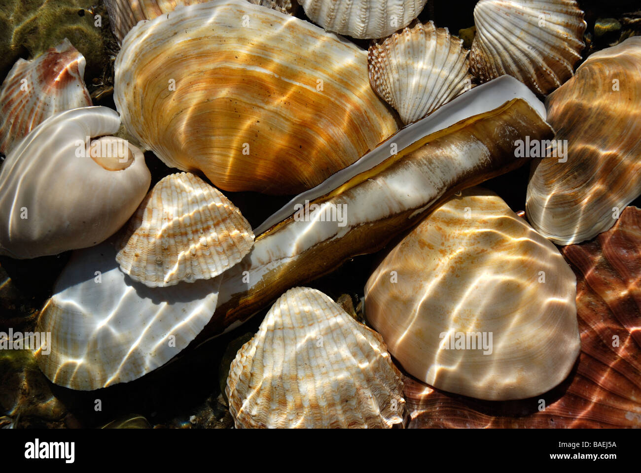 Underwater shells with sunlight reflection Stock Photo - Alamy