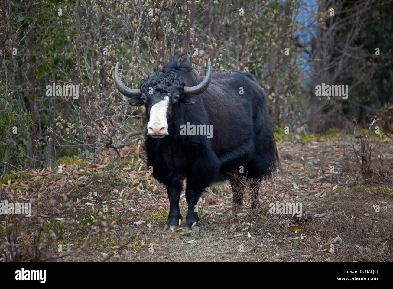 White yak hair hi-res stock photography and images - Alamy