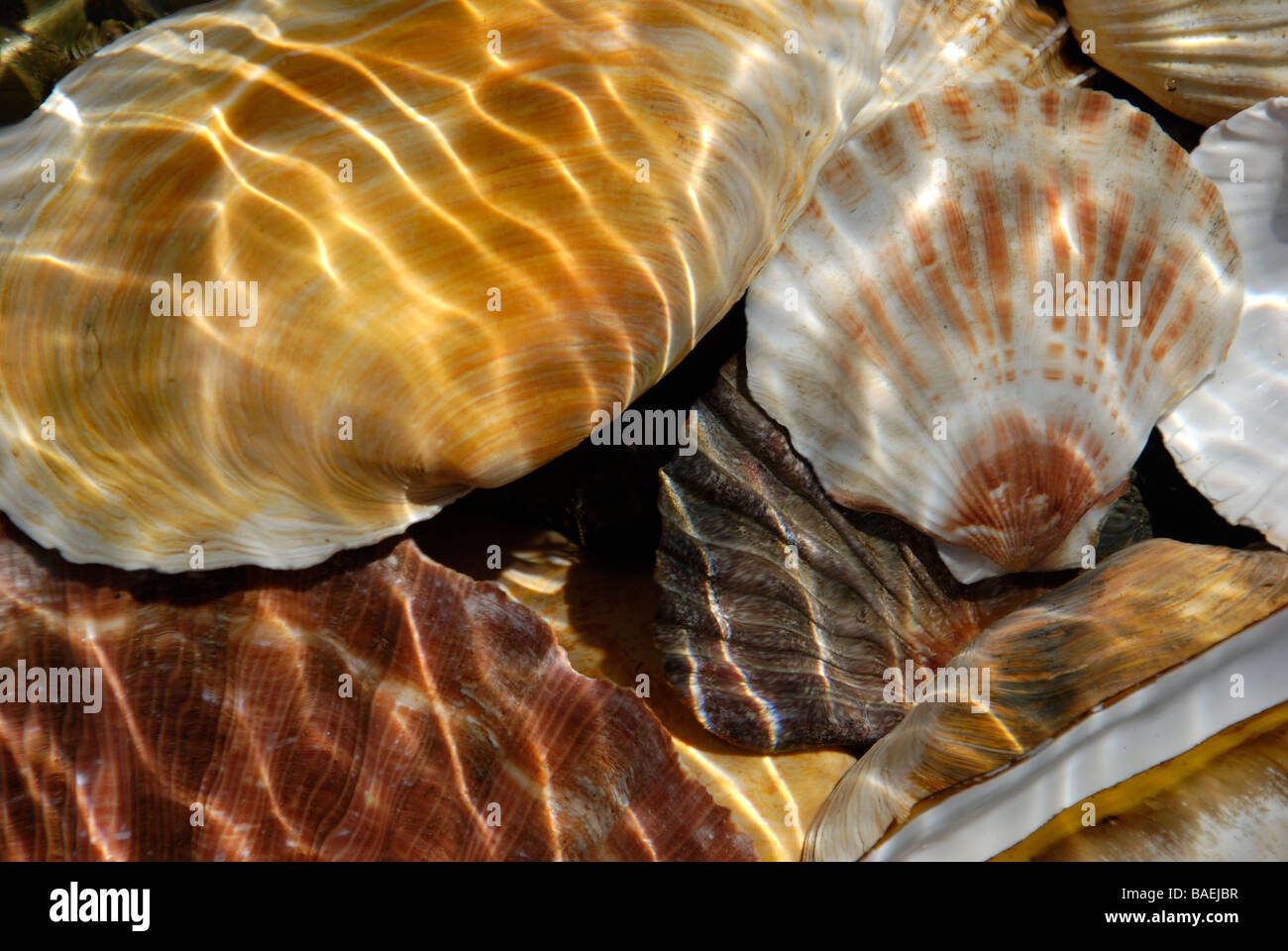 Underwater shells with sunlight reflection Stock Photo - Alamy