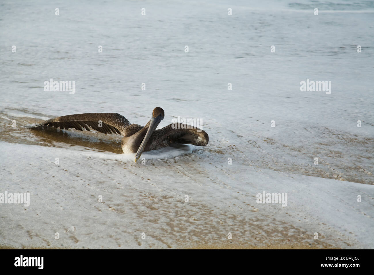 MEXICO Todos Santos Injured brown pelican in shallow water along shore ...