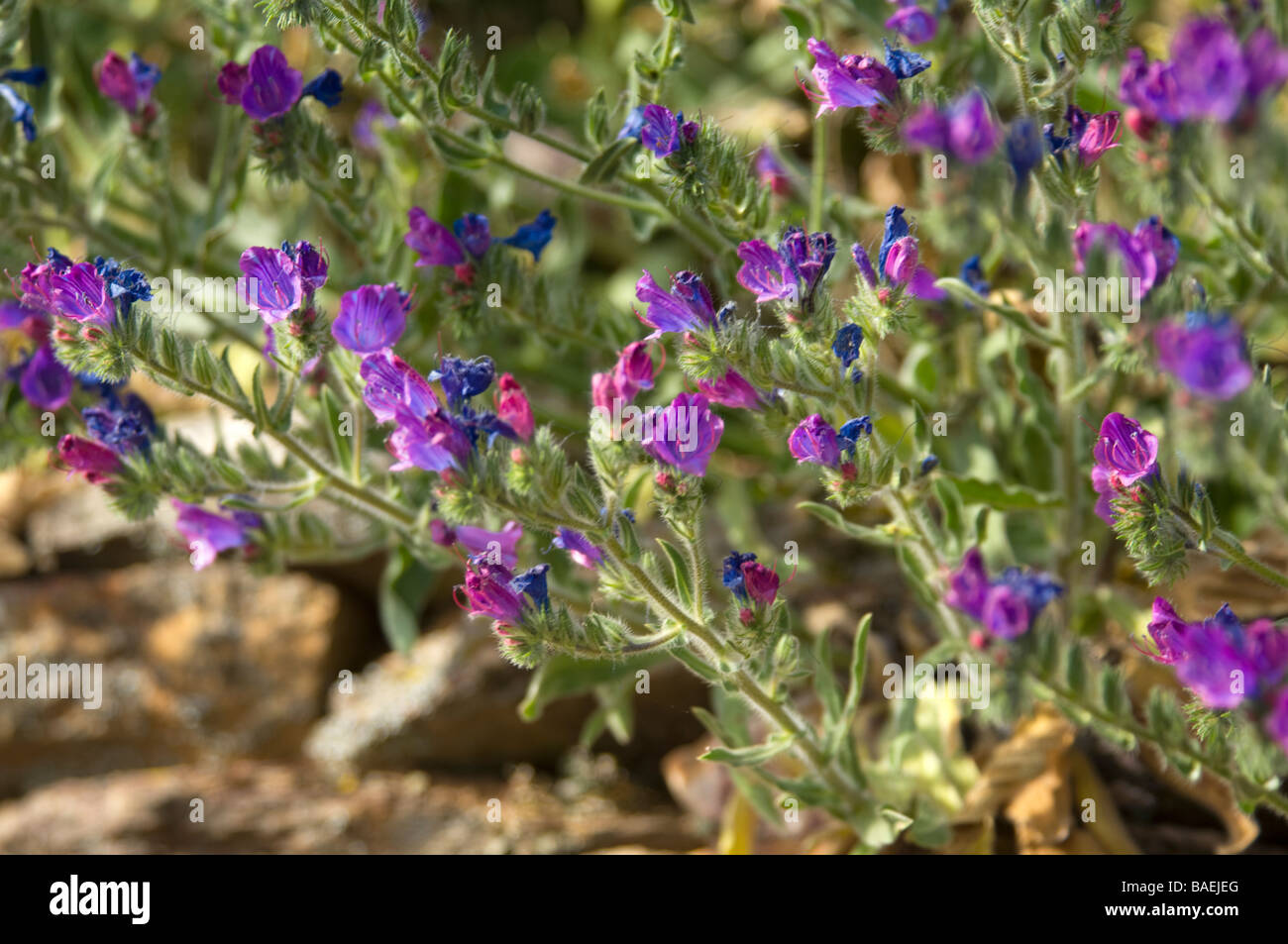 Purple viper’s bugloss hi-res stock photography and images - Alamy