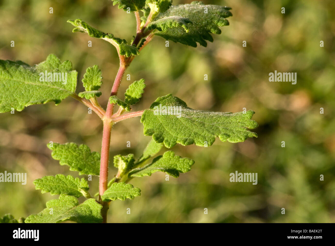 Musk bush misty plume bush hi-res stock photography and images - Alamy