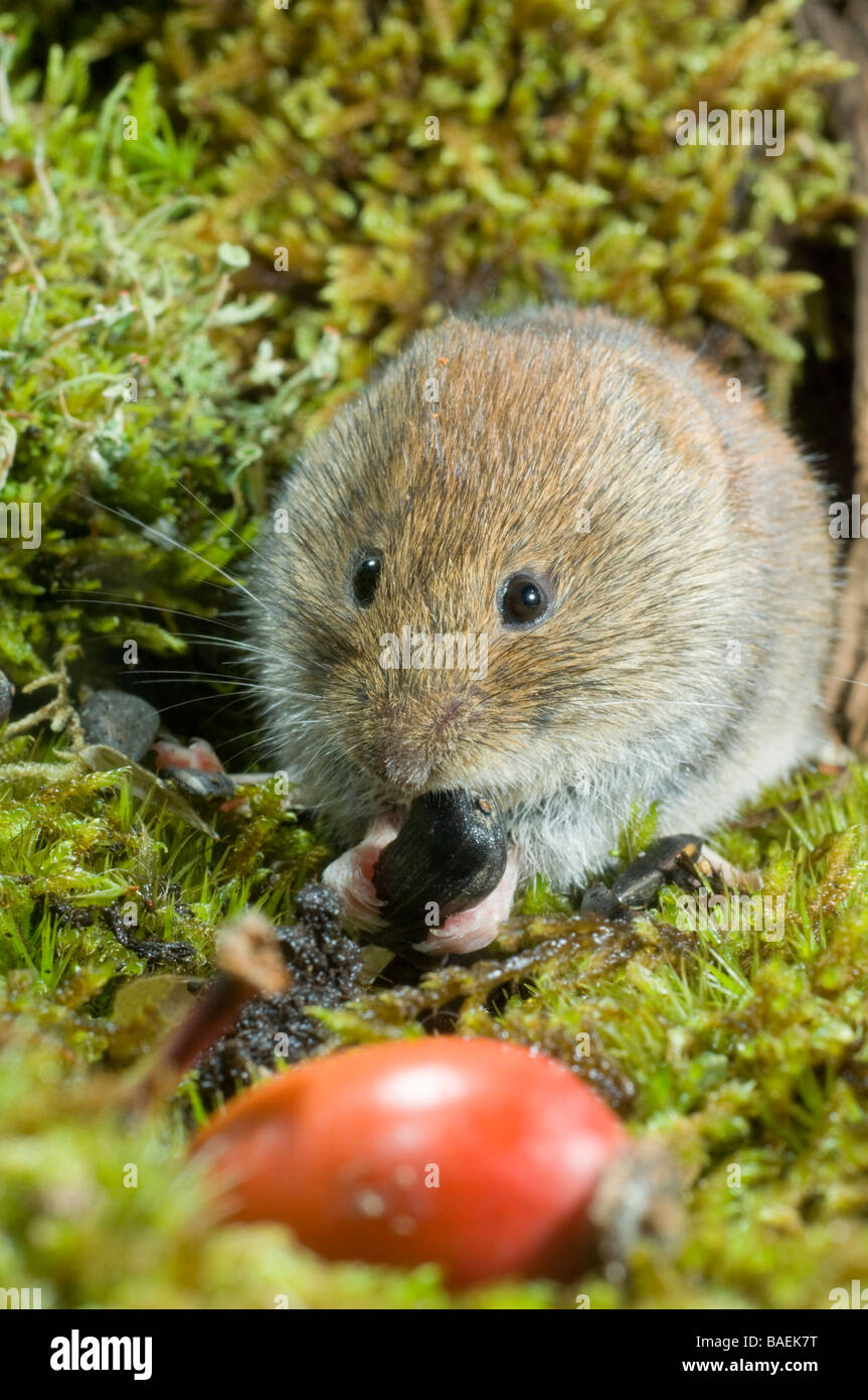 A Bank Vole, Clethrionomys glareolus, feeding on seeds and fruits on ...