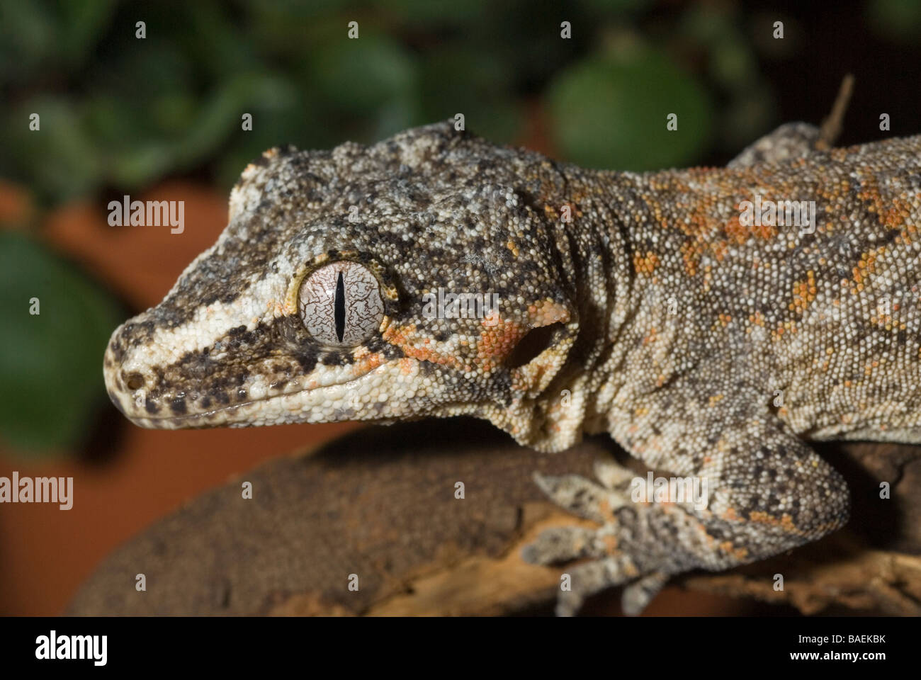 Gargoyle Gecko, Rhacodactylus auriculatus, Gekkonidae, New Caledonia ...