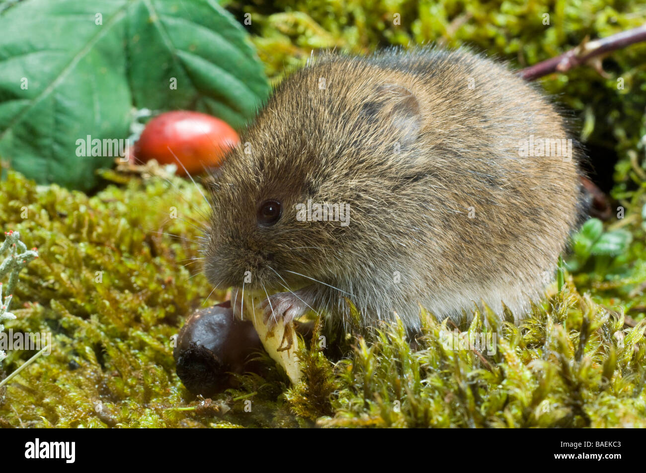 A Bank Vole, Clethrionomys glareolus, feeding on seeds and fruits on ...