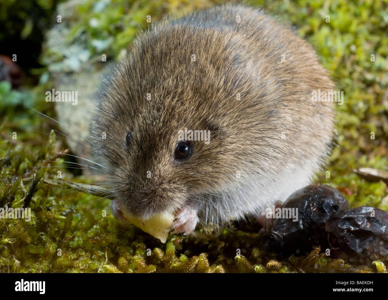A Bank Vole, Clethrionomys glareolus, feeding on seeds and fruits on ...