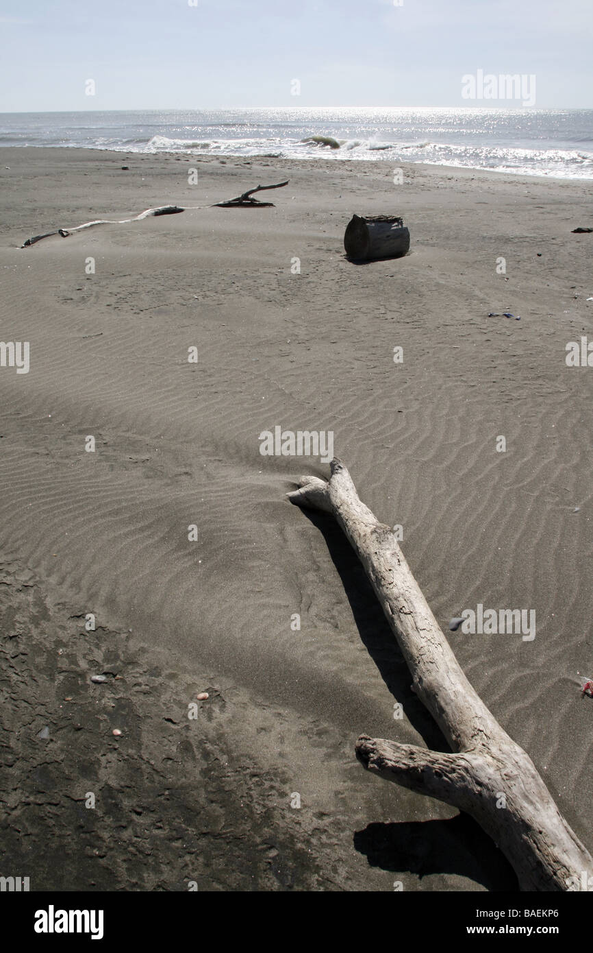 Old washed up tree on beach hi-res stock photography and images - Alamy