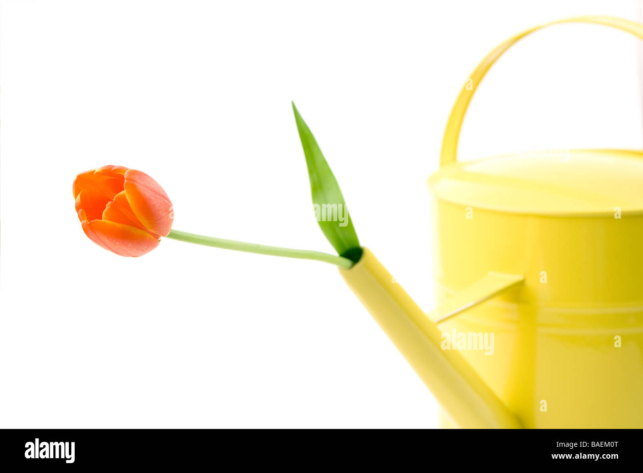 tulip in watering can Stock Photo - Alamy