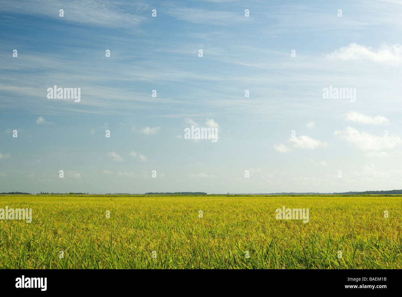 Rice field in the Delta region of Arkansas Stock Photo - Alamy