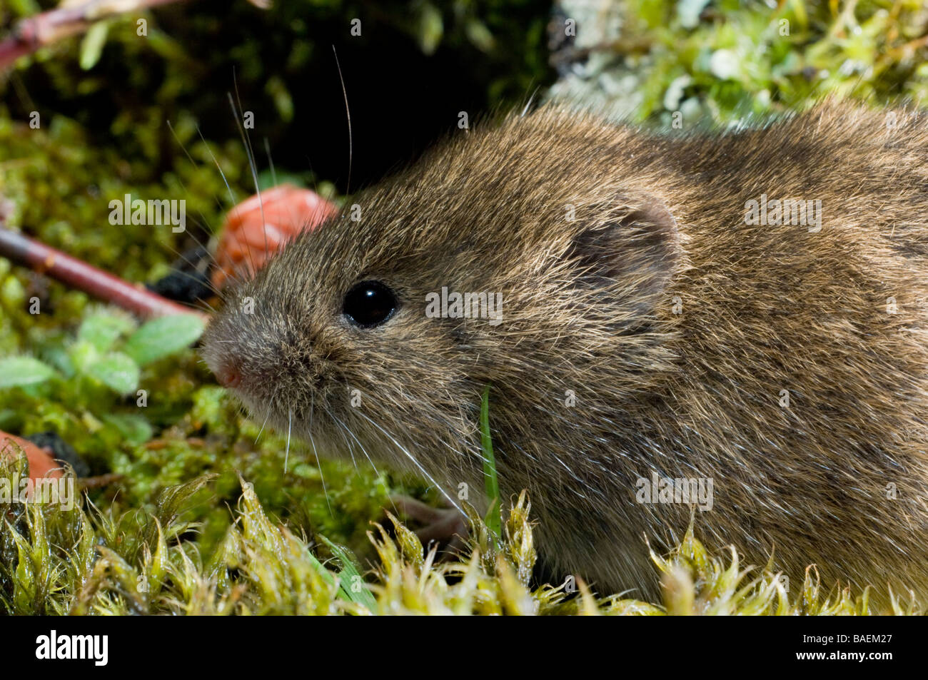 Bank vole feeding on seed hi-res stock photography and images - Alamy