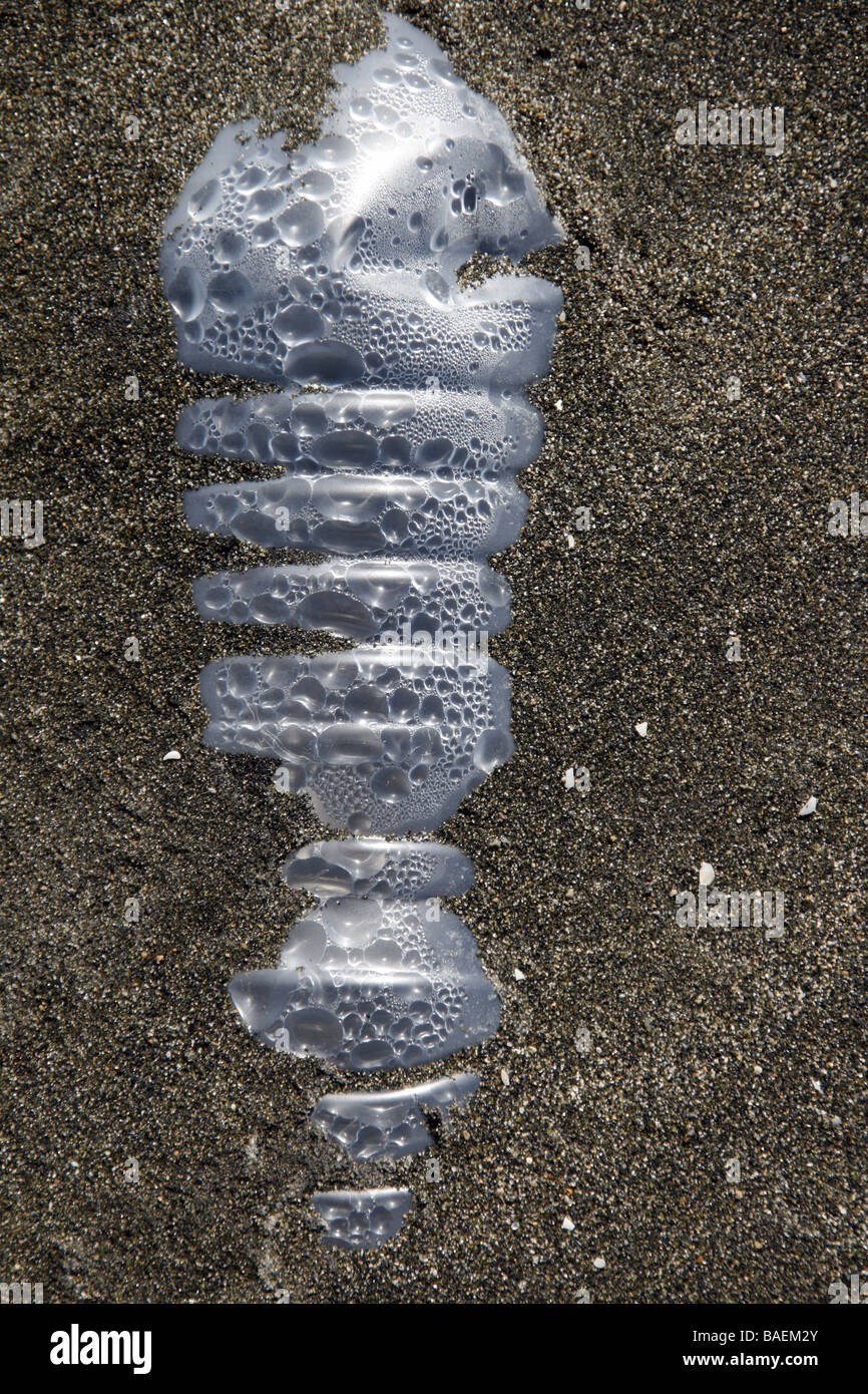 one plastic water bottle covered with sand on beach Stock Photo - Alamy