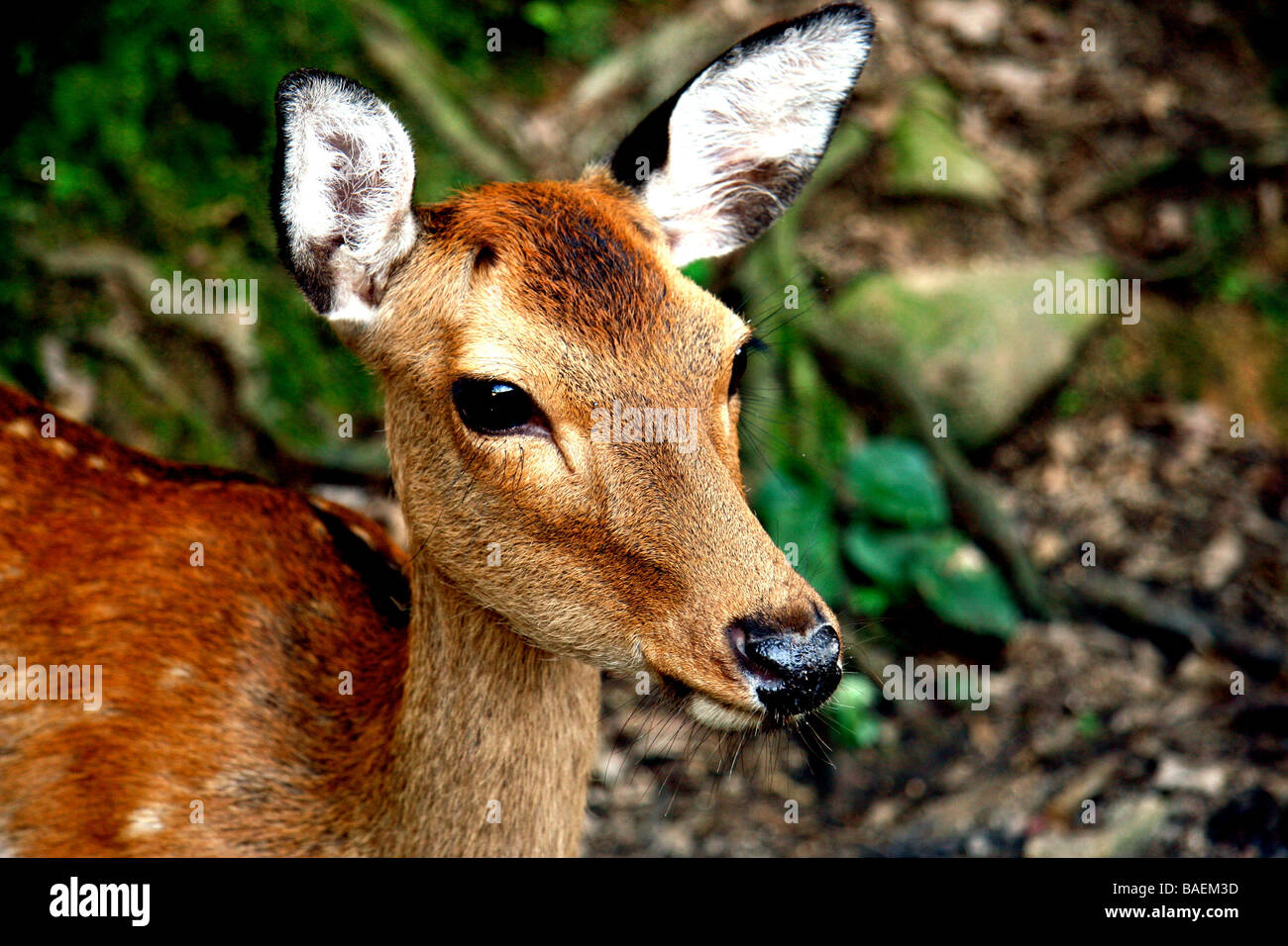 Deer on Miyajima Stock Photo - Alamy