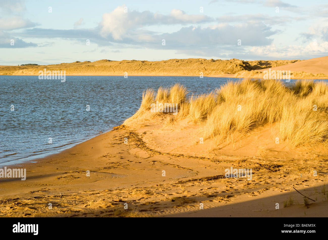 The Sands of Forvie sand dunes, Aberdeenshire, with growth of Marram ...
