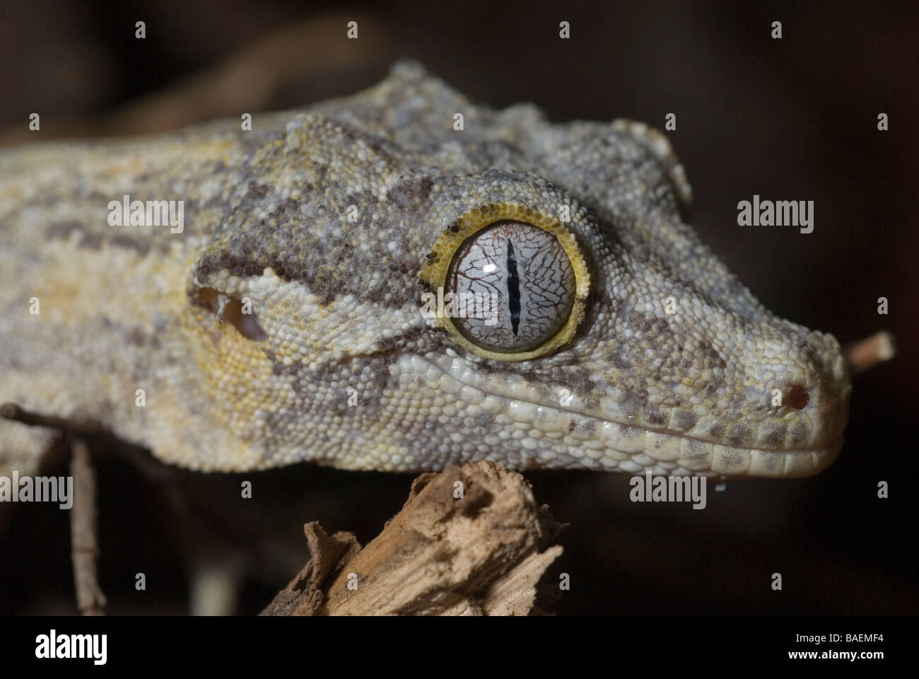 Gargoyle Gecko, Rhacodactylus auriculatus, Gekkonidae, New Caledonia ...