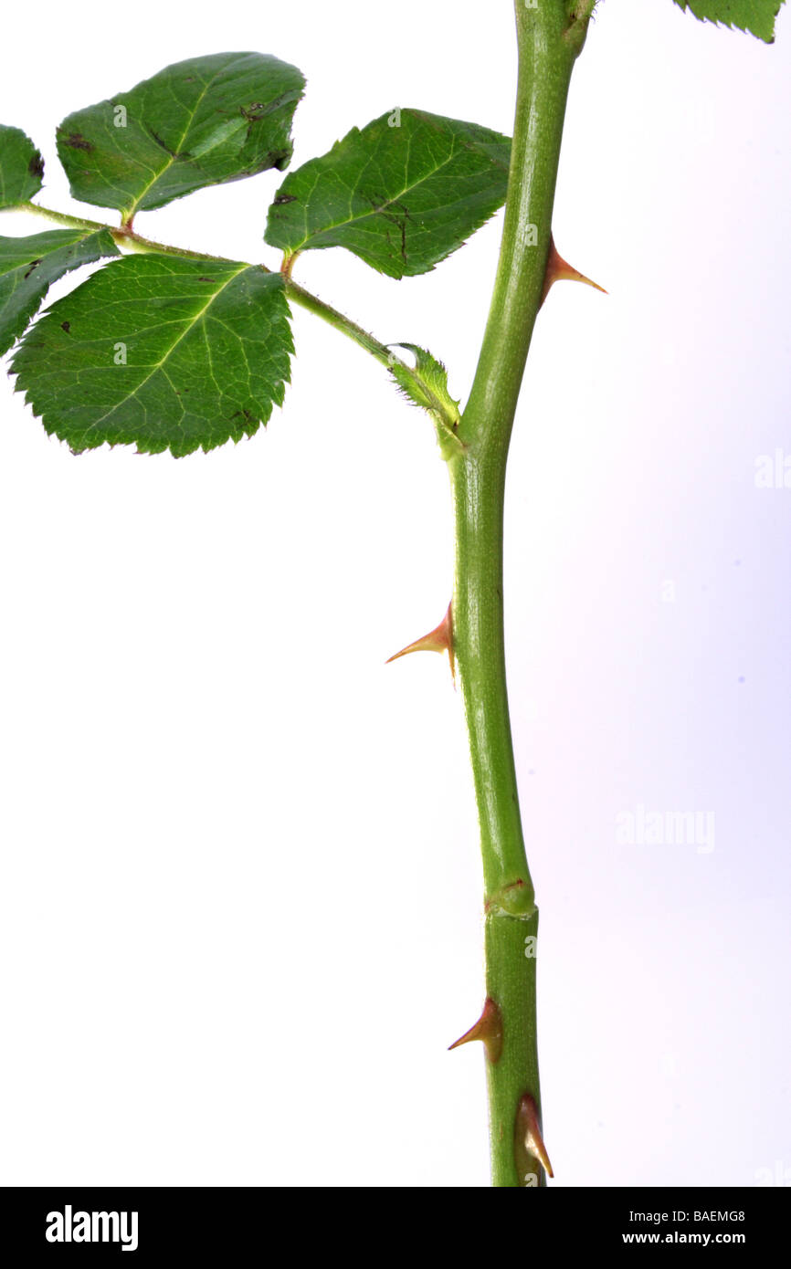 Rose Thorn Isolated High Resolution Stock Photography and Images - Alamy