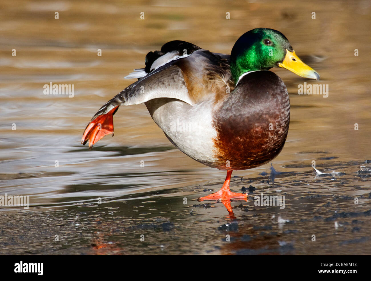 Alberta duck hi-res stock photography and images - Alamy